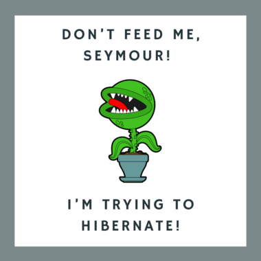 Venus Fly Trap Dormancy Period Everything You Need To Know