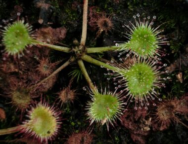 How to Care for Sundews: Food, Water, and Light Requirements