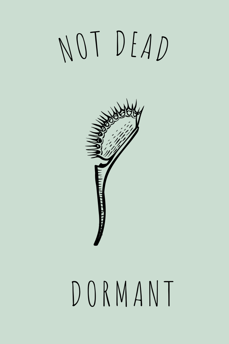 Venus Fly Trap Dormancy Period Everything You Need To Know