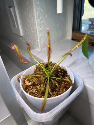 Cape Sundew Guide: Food, Light, Water, Soil, and More