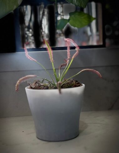 Cape Sundew Guide: Food, Light, Water, Soil, and More