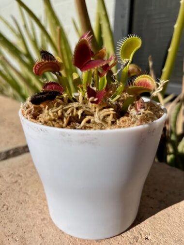 Is Your Venus Flytrap Dying? Common Causes & Easy Solutions