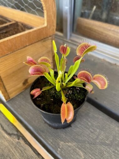 Is Your Venus Flytrap Dying (or Looking Sad)? How to Help It